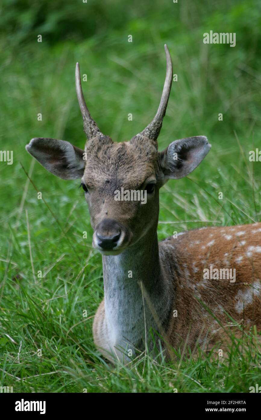 male deer resting Stock Photo - Alamy