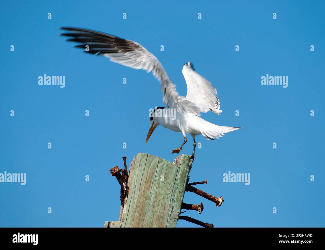 Grand bahama wildlife hi-res stock photography and images - Alamy
