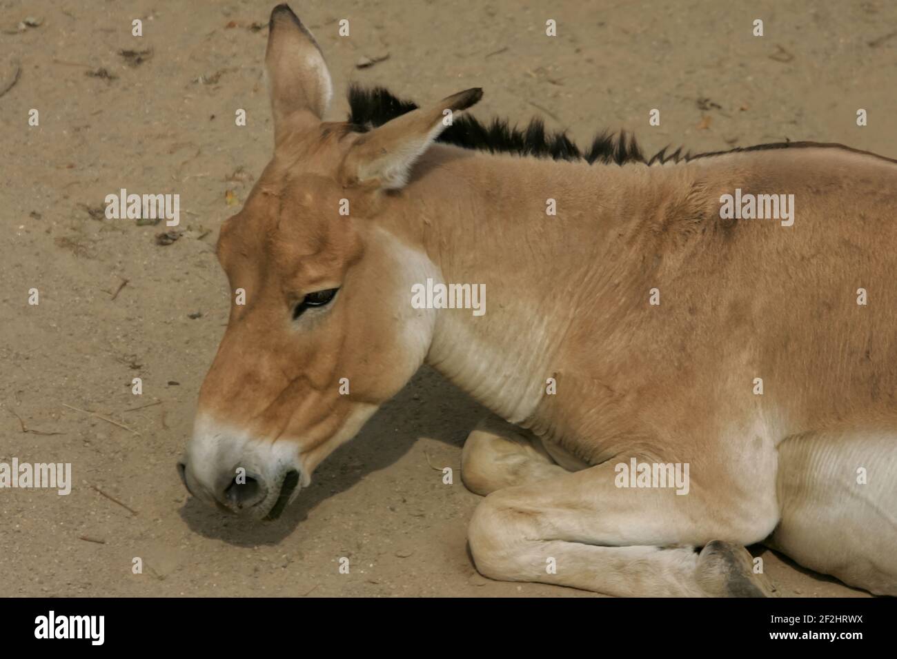Resting donkey hi-res stock photography and images - Alamy