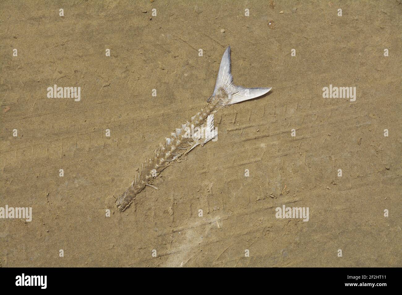 Fish Skeleton in the sand on beach, New Zeland Stock Photo - Alamy