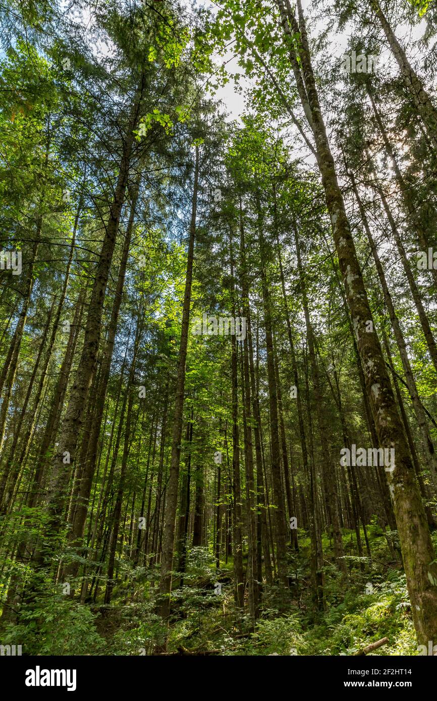 Forest at Hintersee, tree stump, Ramsau, Berchtesgaden, Berchtesgaden ...
