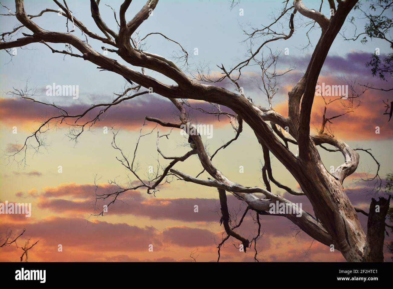 dead Eucalyptus tree, in the background dramatic red sky Stock Photo ...