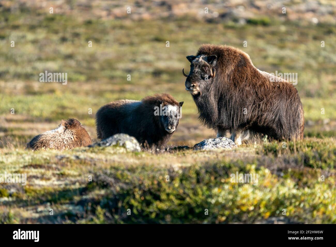 Three musk oxen (Ovibos moschatus), stand on the tundra in Dovrefjell ...