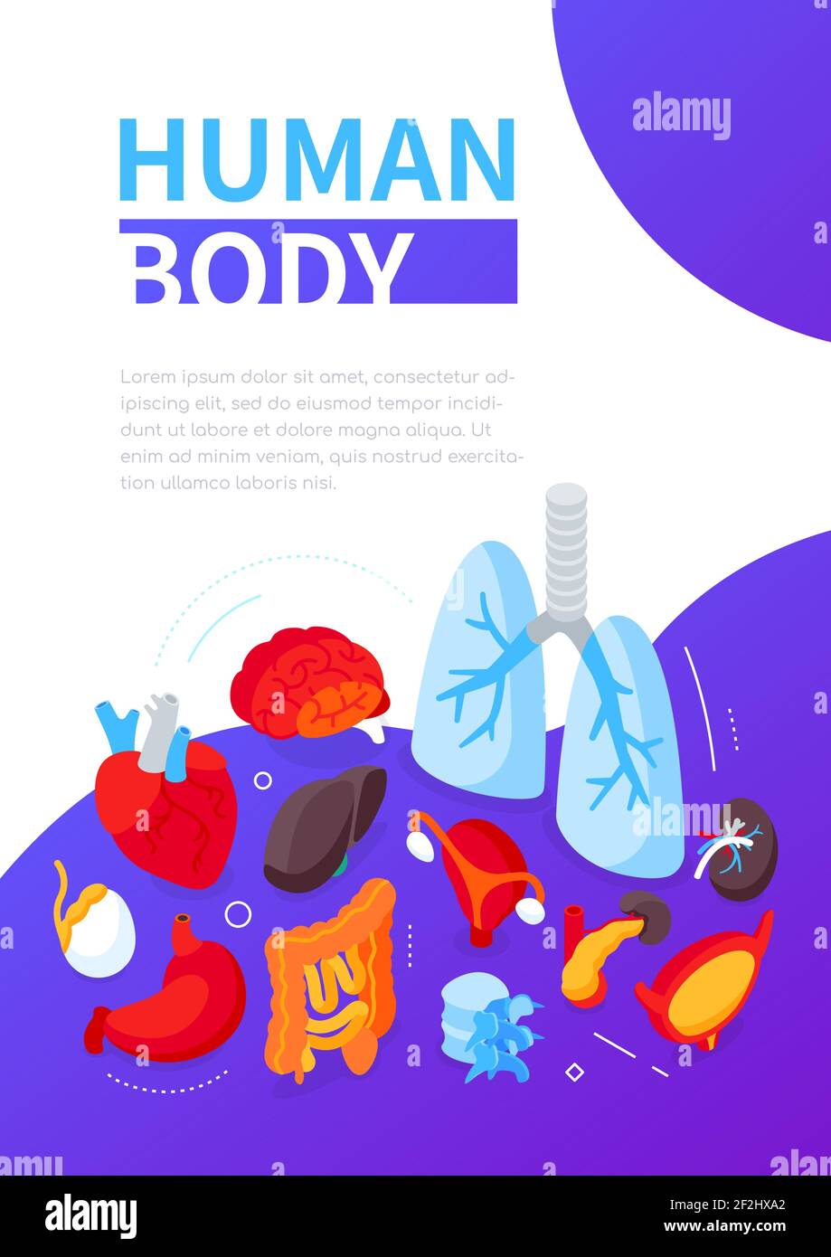 Human body - modern colorful isometric web banner with copy space for ...