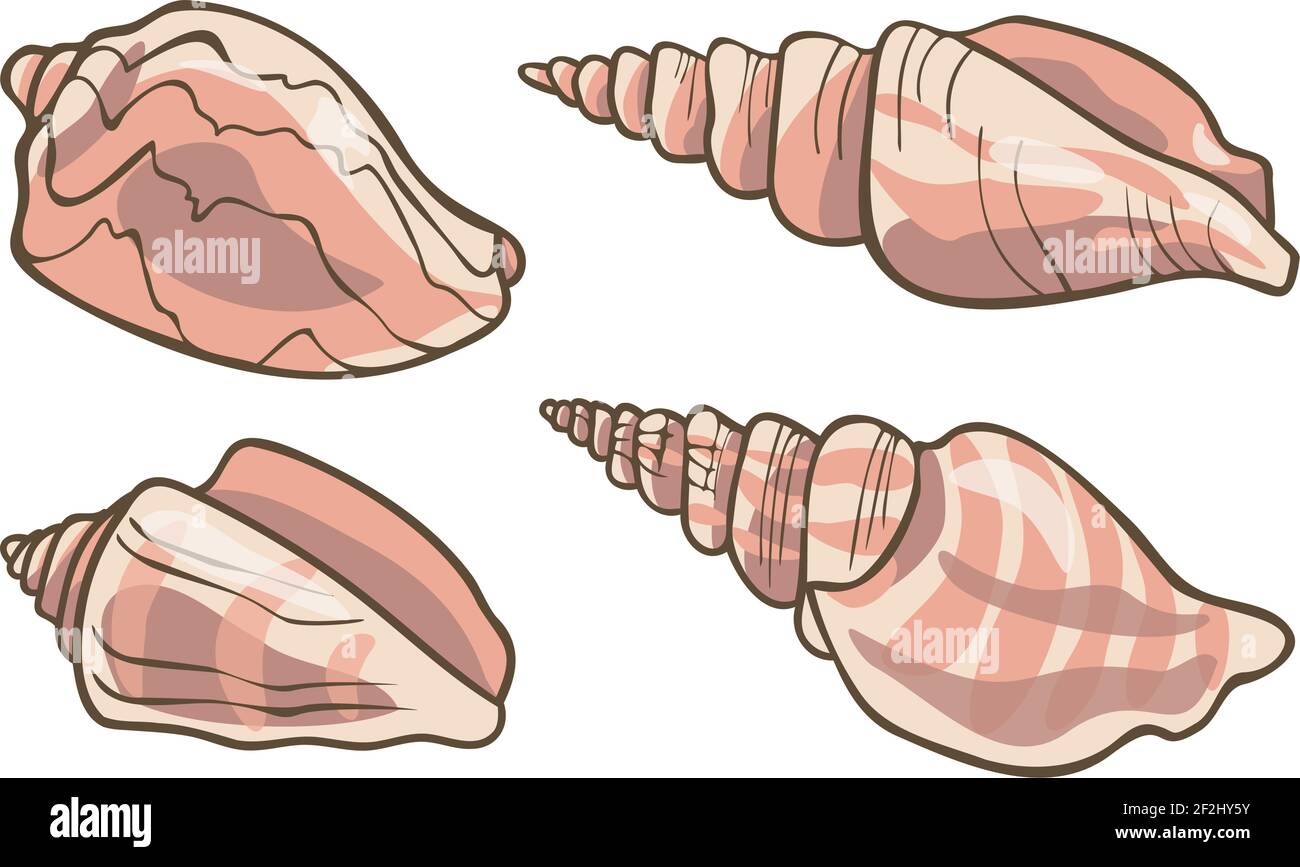 Vector collection with realistic seashells. Set of seashell ...