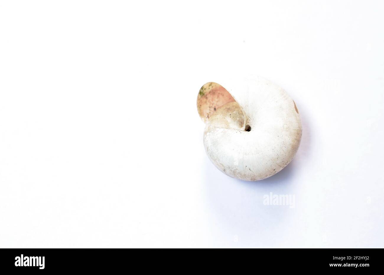 snail shell after death on white background Stock Photo - Alamy