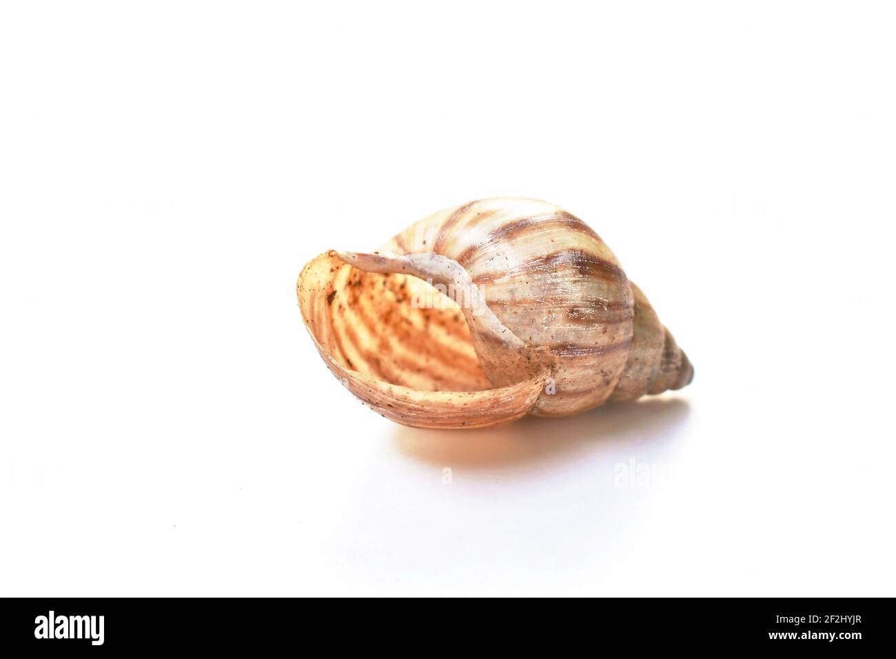 snail shell after death on white background Stock Photo - Alamy