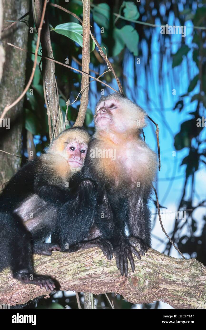 White-faced capuchin monkeys (Cebus capucinus) in rainforest, Manuel ...