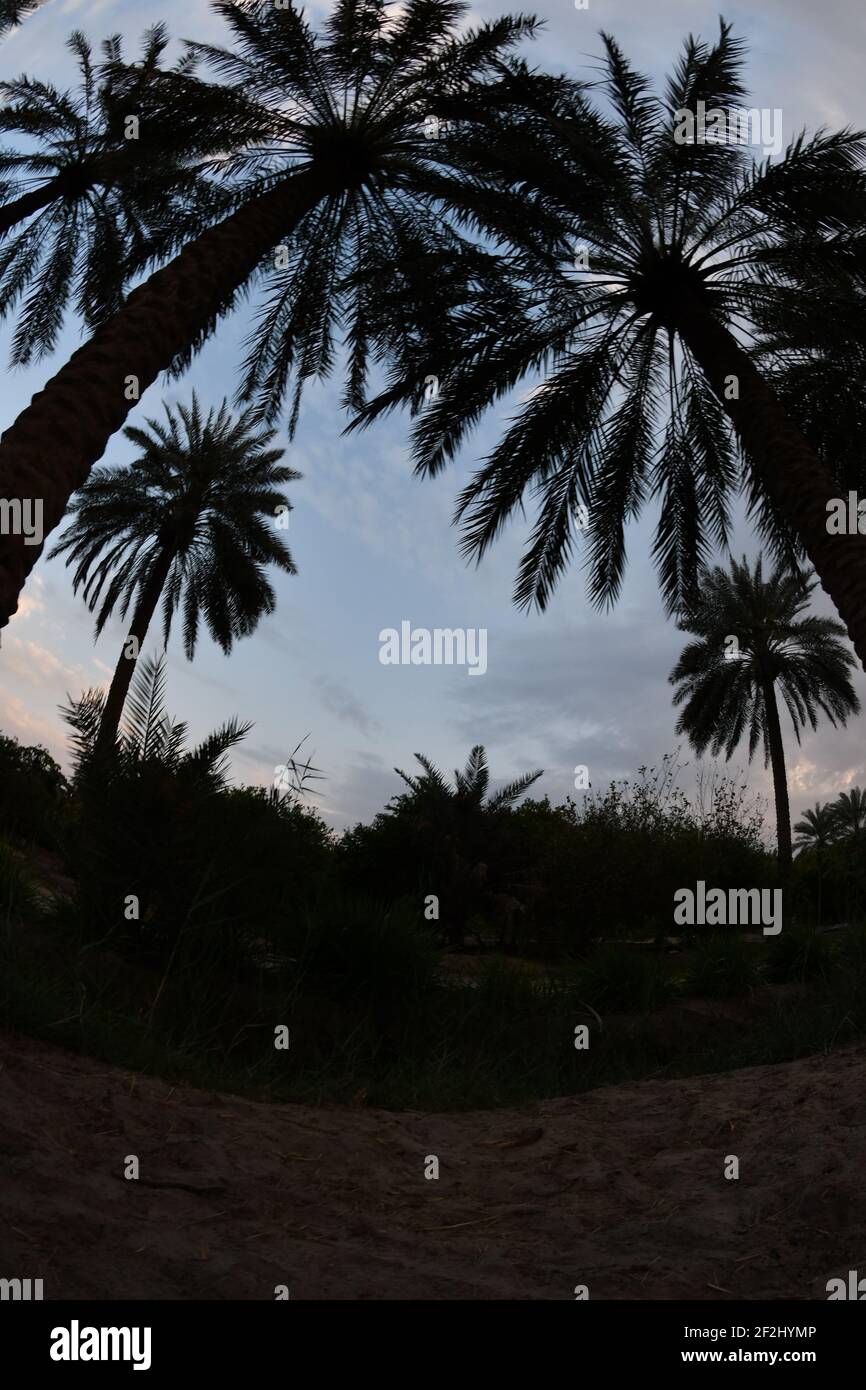 Date palm , tree of the palm family cultivated for its sweet edible ...