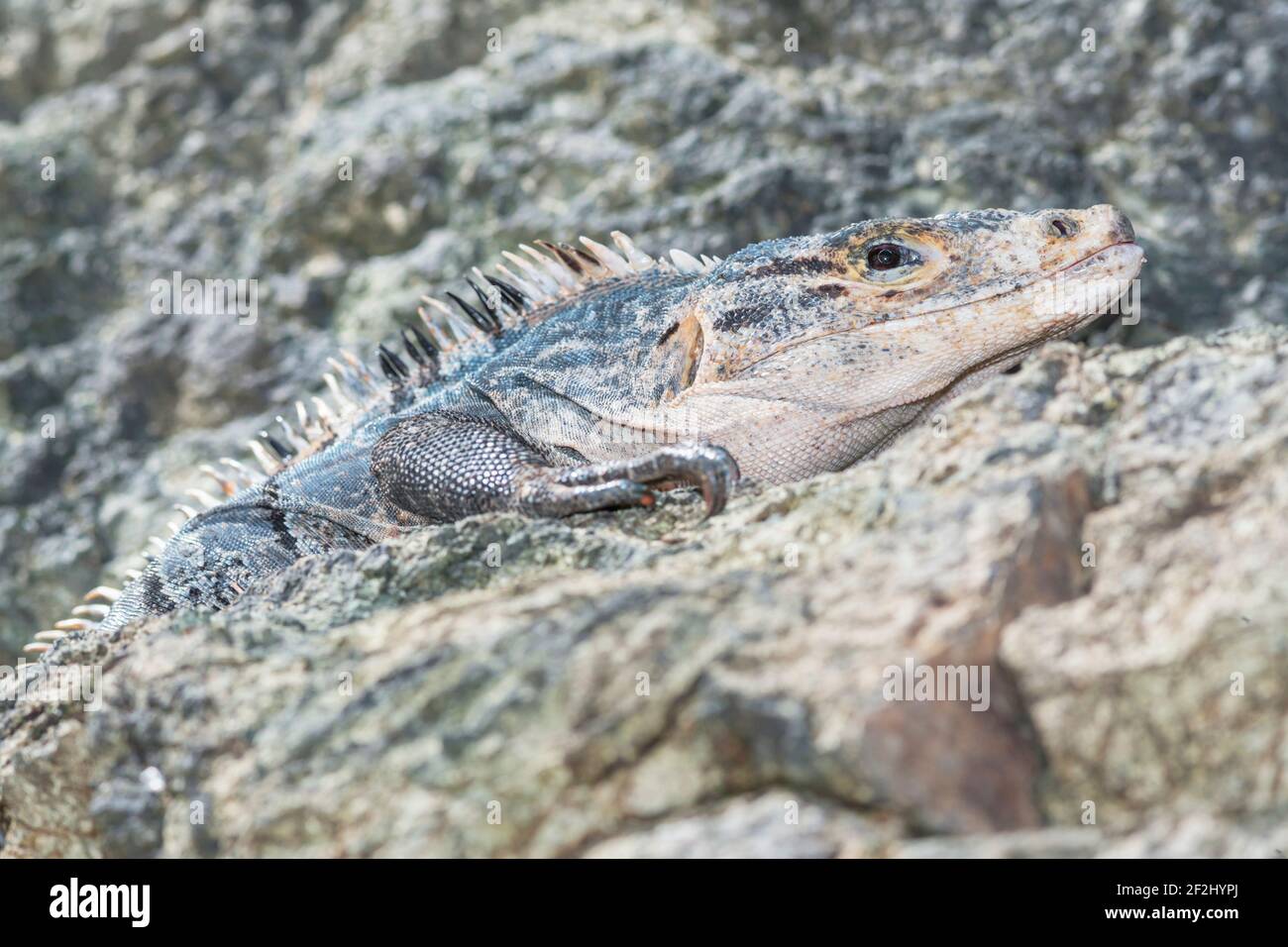 Black spiny tailed Iguana (Ctenosaur similis) crawling, Manuel Antonio ...