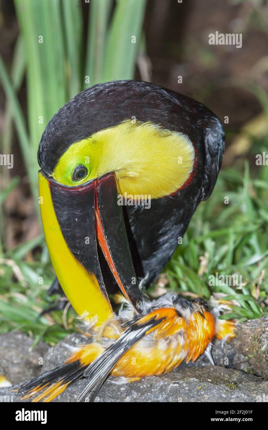 Keel Billed Toucan Eating