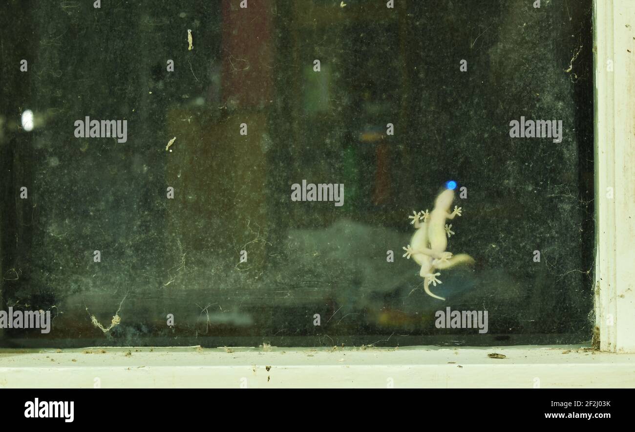 blurry male and female lizard breeding on glass window in night Stock ...