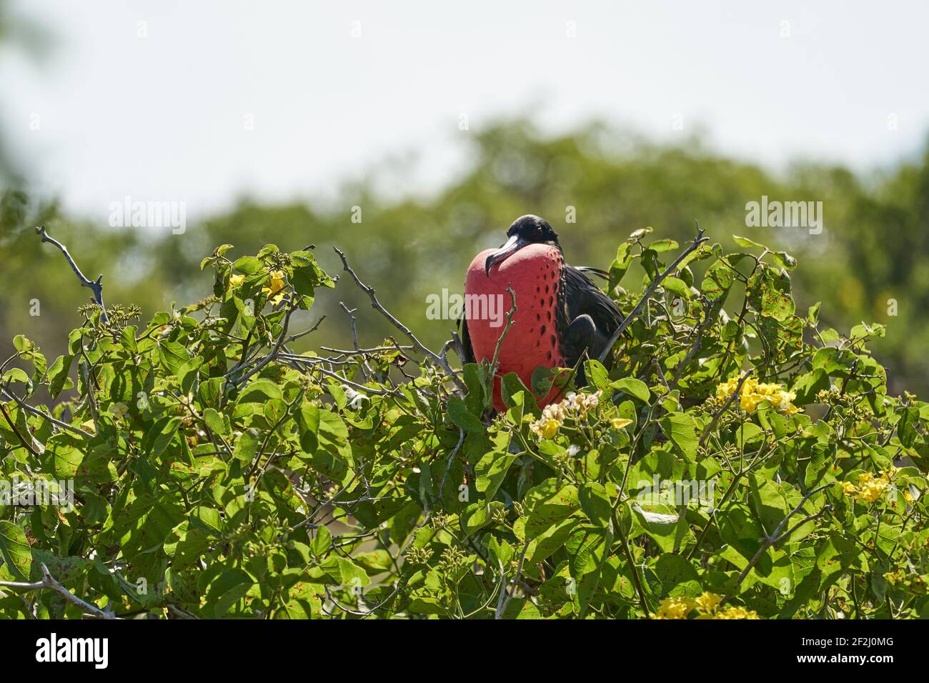 Magnificent frigatebird, Fregata magnificens, is a big black seabird ...