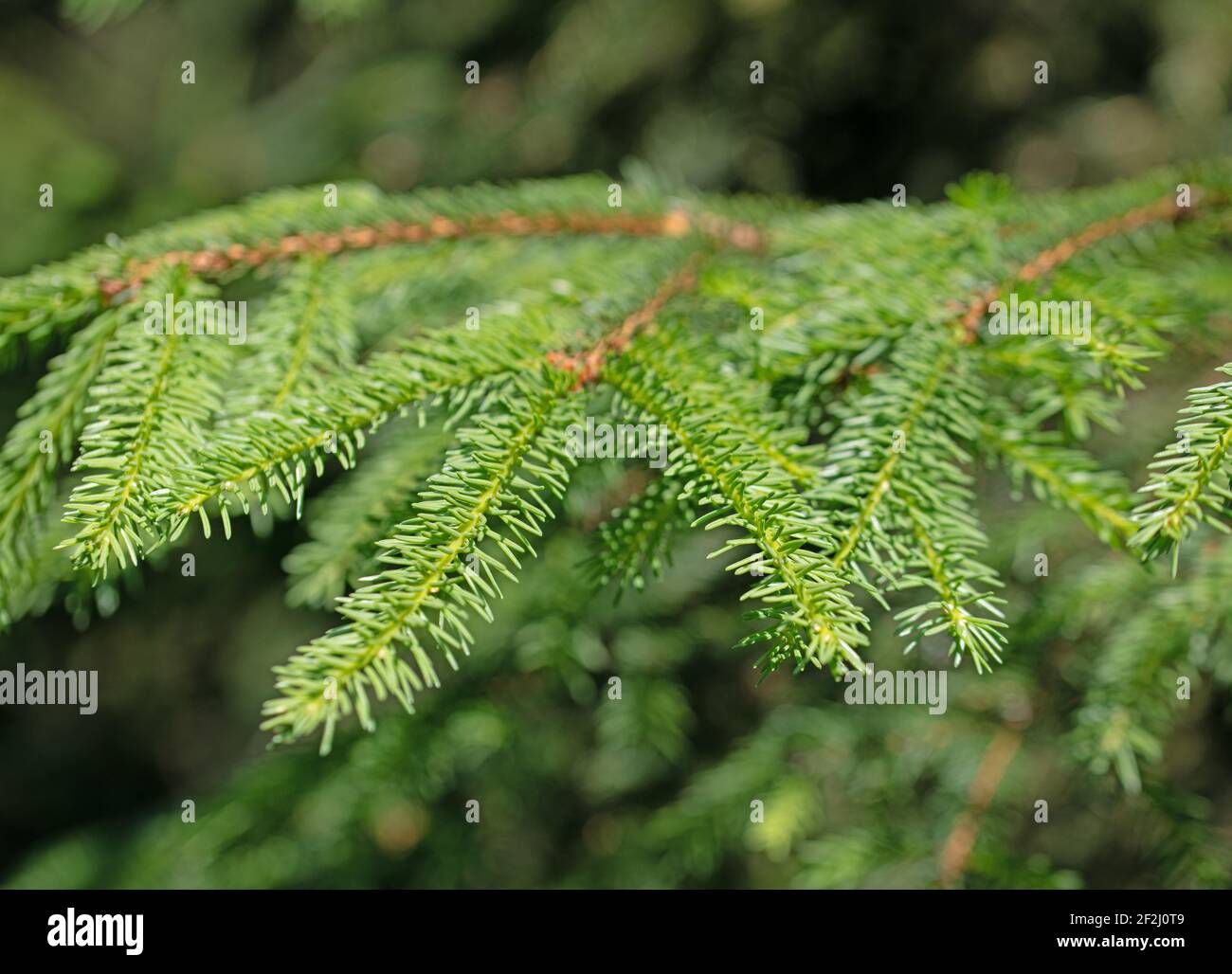 Norway spruce branches hi-res stock photography and images - Alamy