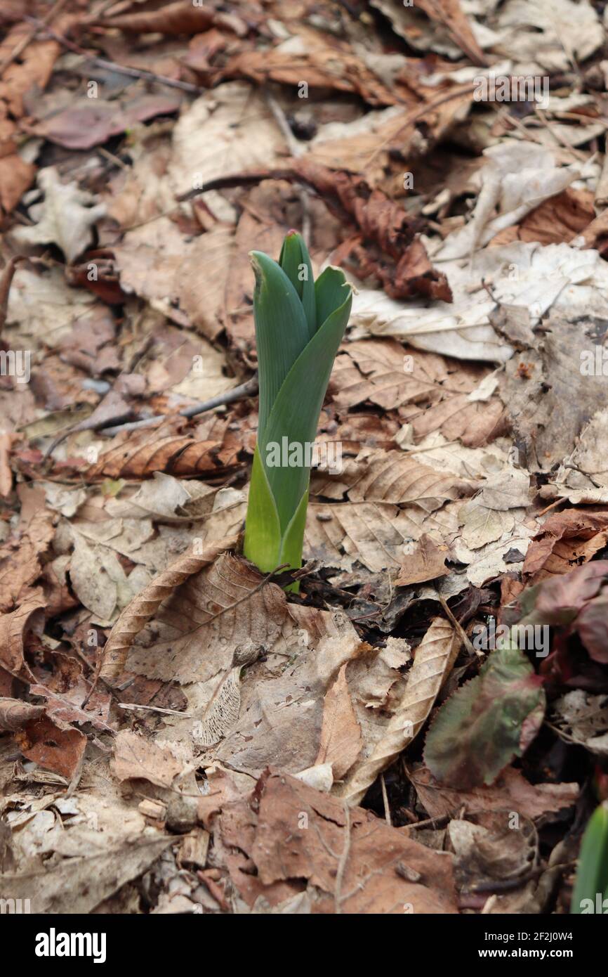 First signs of spring Stock Photo - Alamy