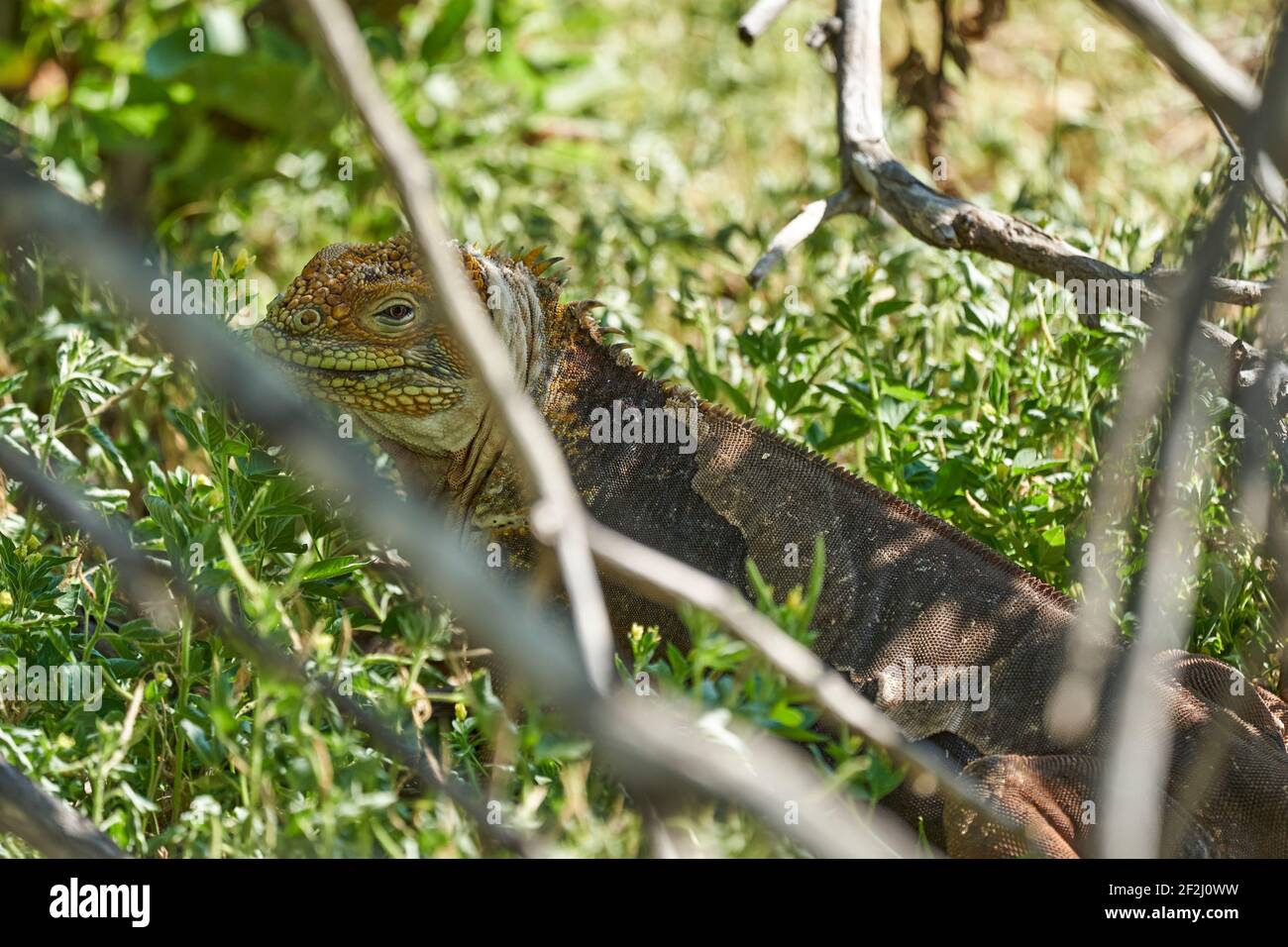 Galapagos land iguana, Conolophus subcristatus. in its natural habitat ...