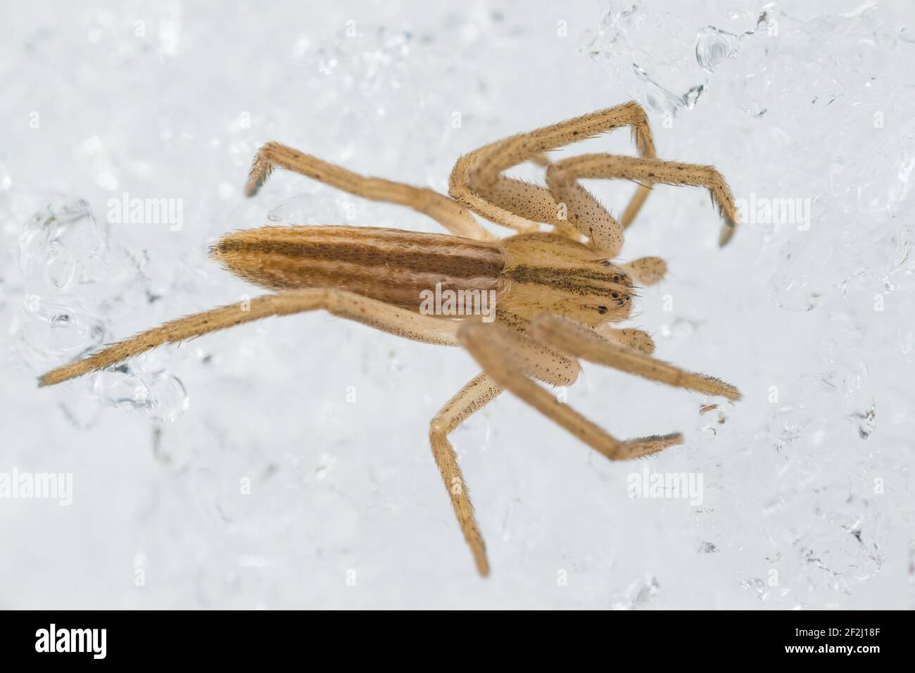 Slender crab spider (Tibellus oblongus Stock Photo - Alamy