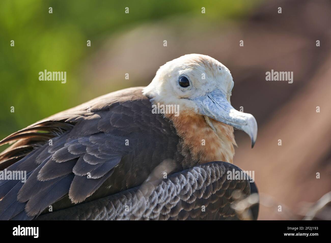 Magnificent frigate bird female hi-res stock photography and images - Alamy