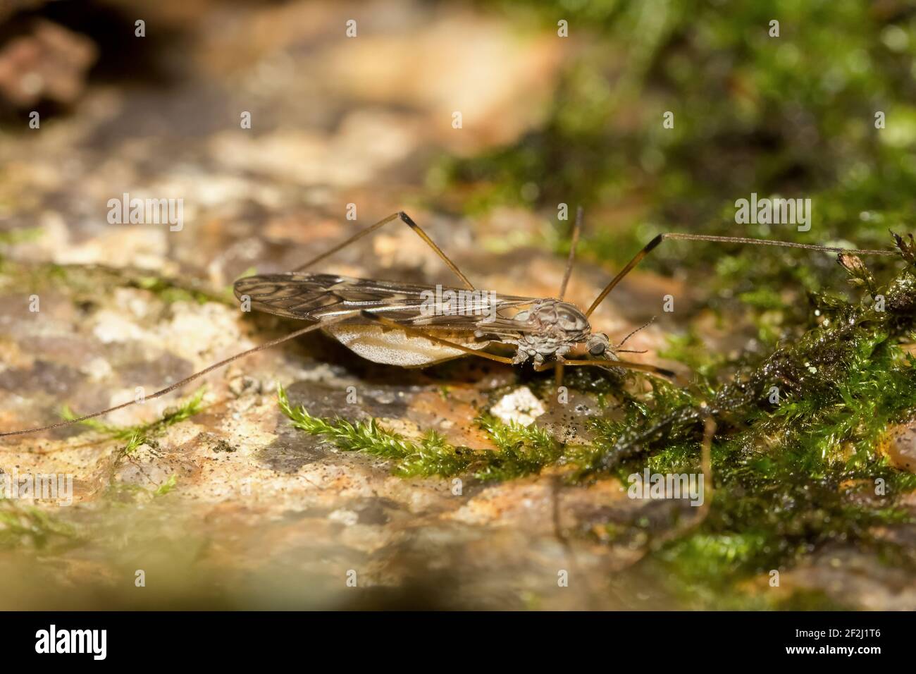 Cranefly tipula confusa hi-res stock photography and images - Alamy