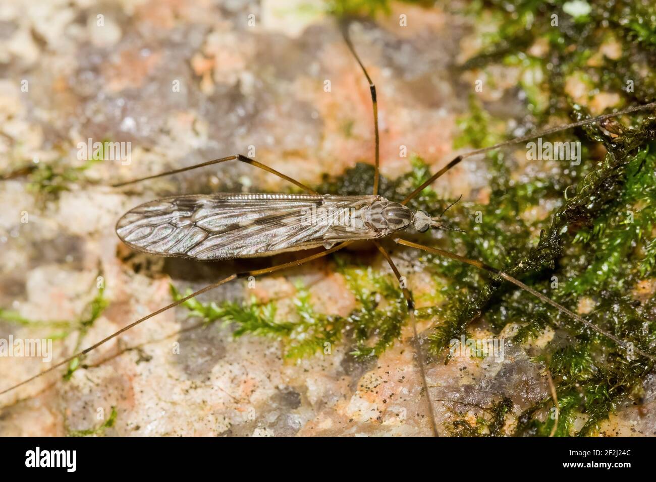 Cranefly tipula confusa hi-res stock photography and images - Alamy