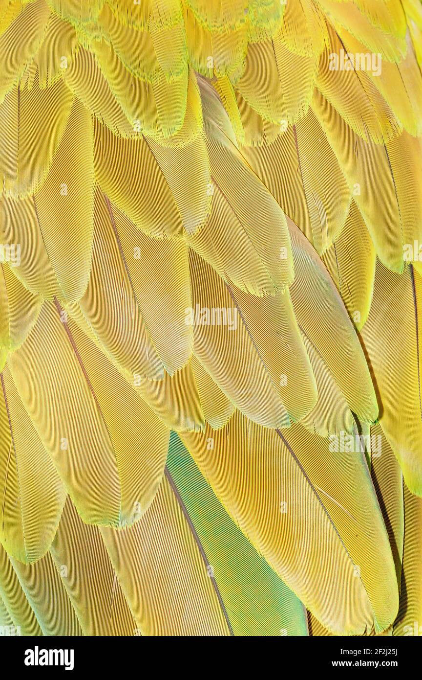 Military macaw (Ara militaris) feathers, close-up, Costa Rica, Central ...