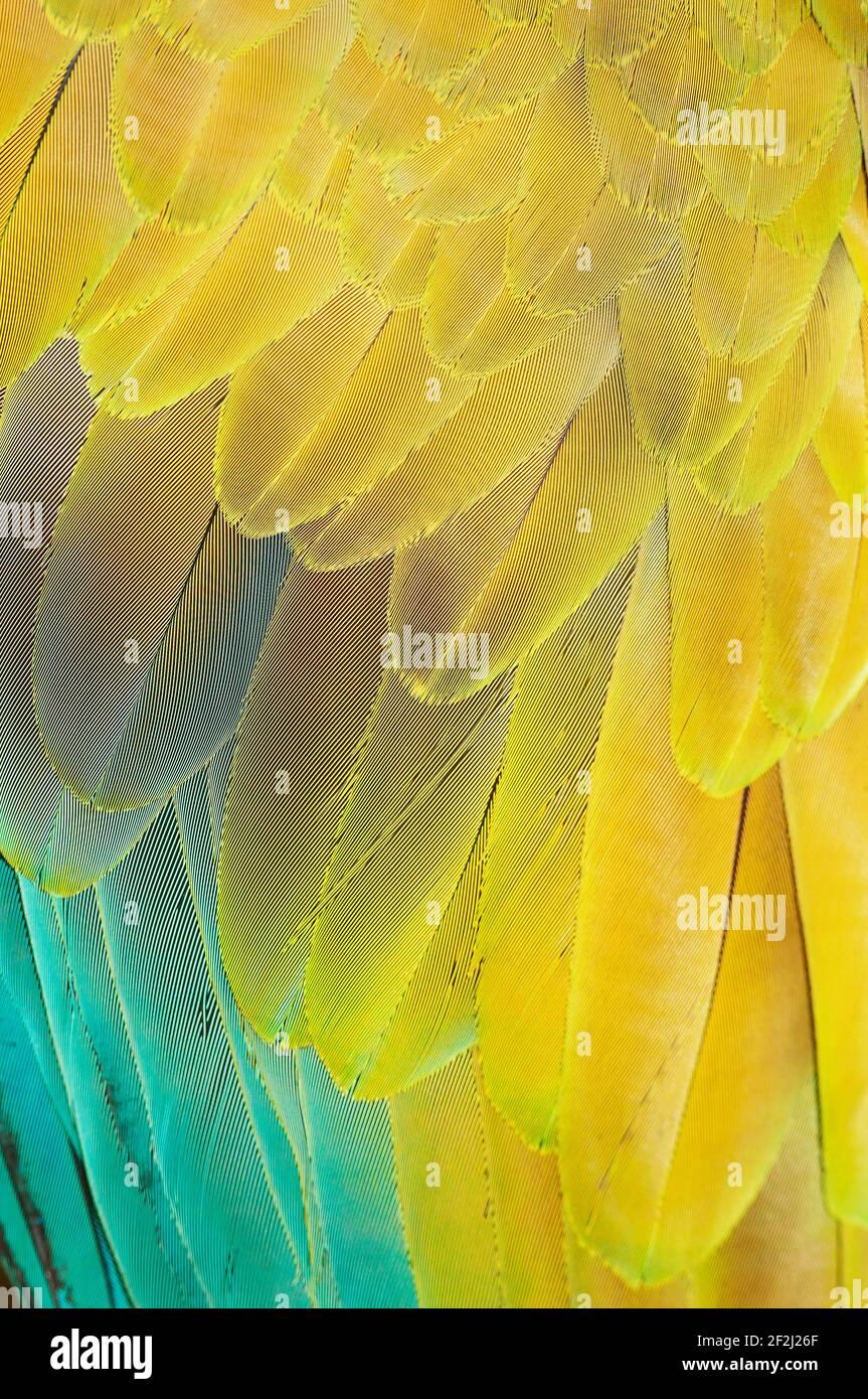 Military macaw (Ara militaris) feathers, close-up, Costa Rica, Central ...
