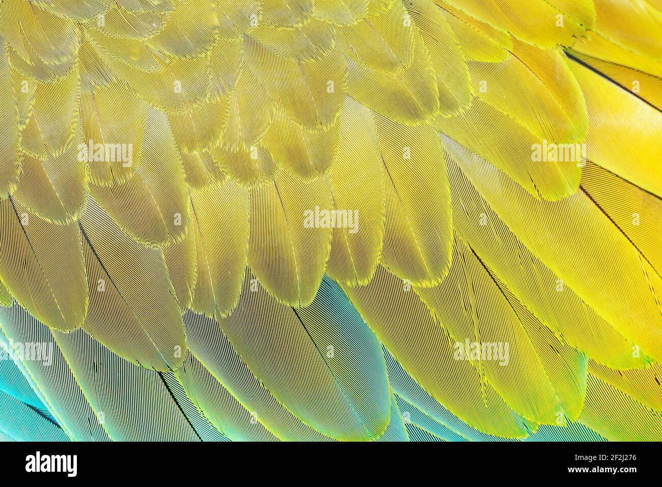Military macaw wing feathers hi-res stock photography and images - Alamy