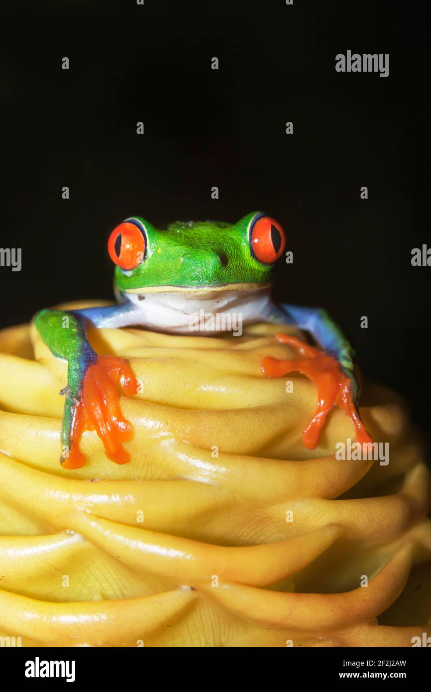 Red eyed tree frogs hi-res stock photography and images - Alamy