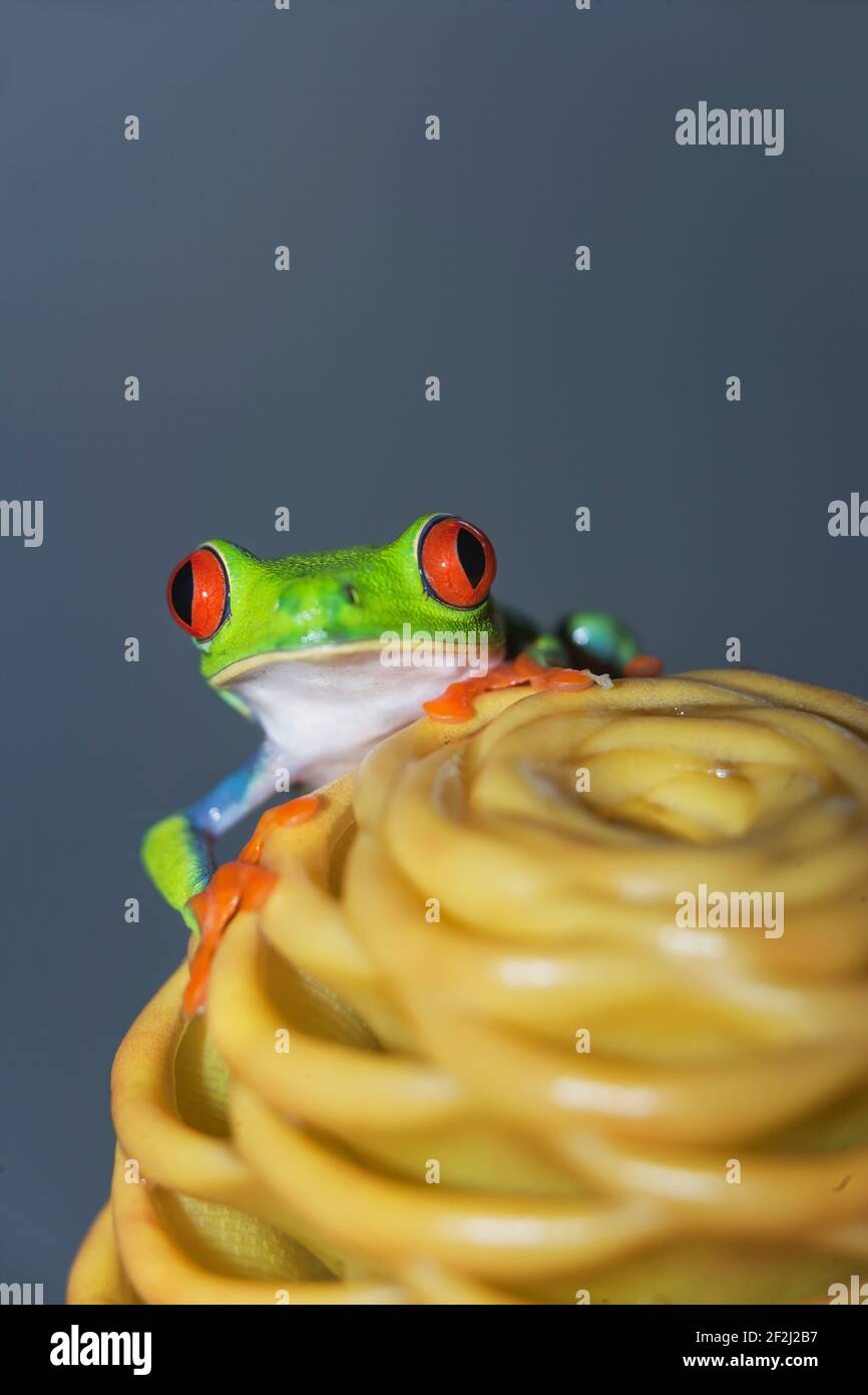 Freedom frog hi-res stock photography and images - Alamy