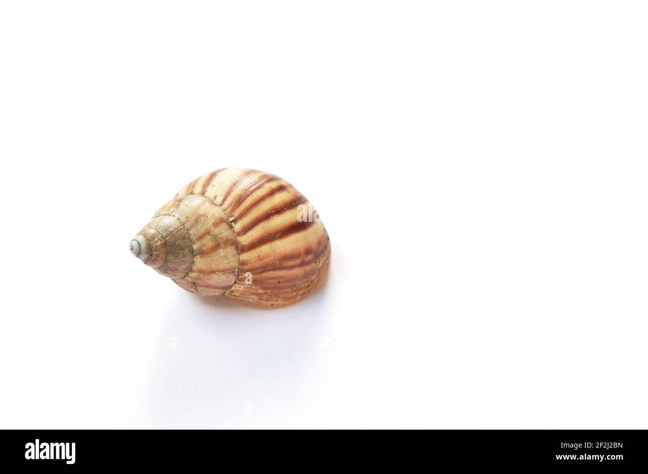 snail shell after death on white background Stock Photo - Alamy