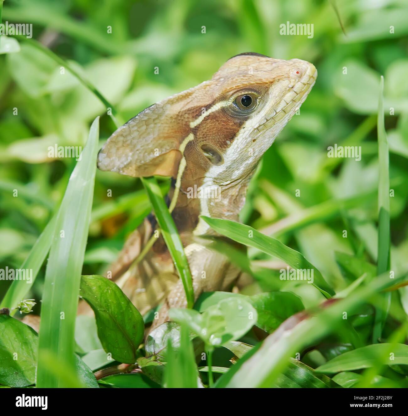 Common basilisk (basiliscus basiliscus) in rainforest, Manuel Antonio ...