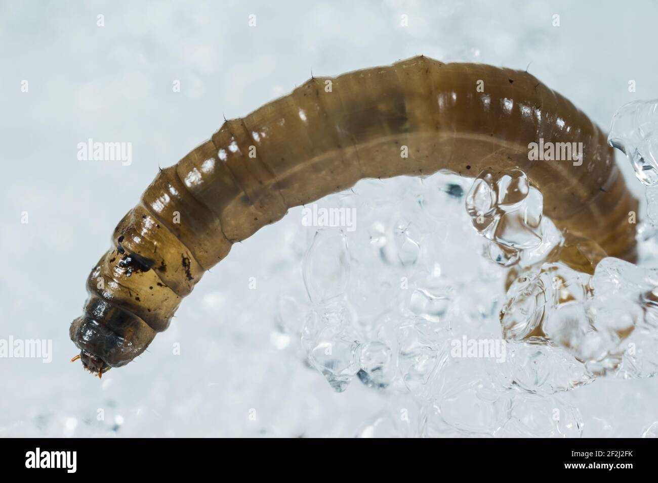 Aquatic Crane Fly Larvae