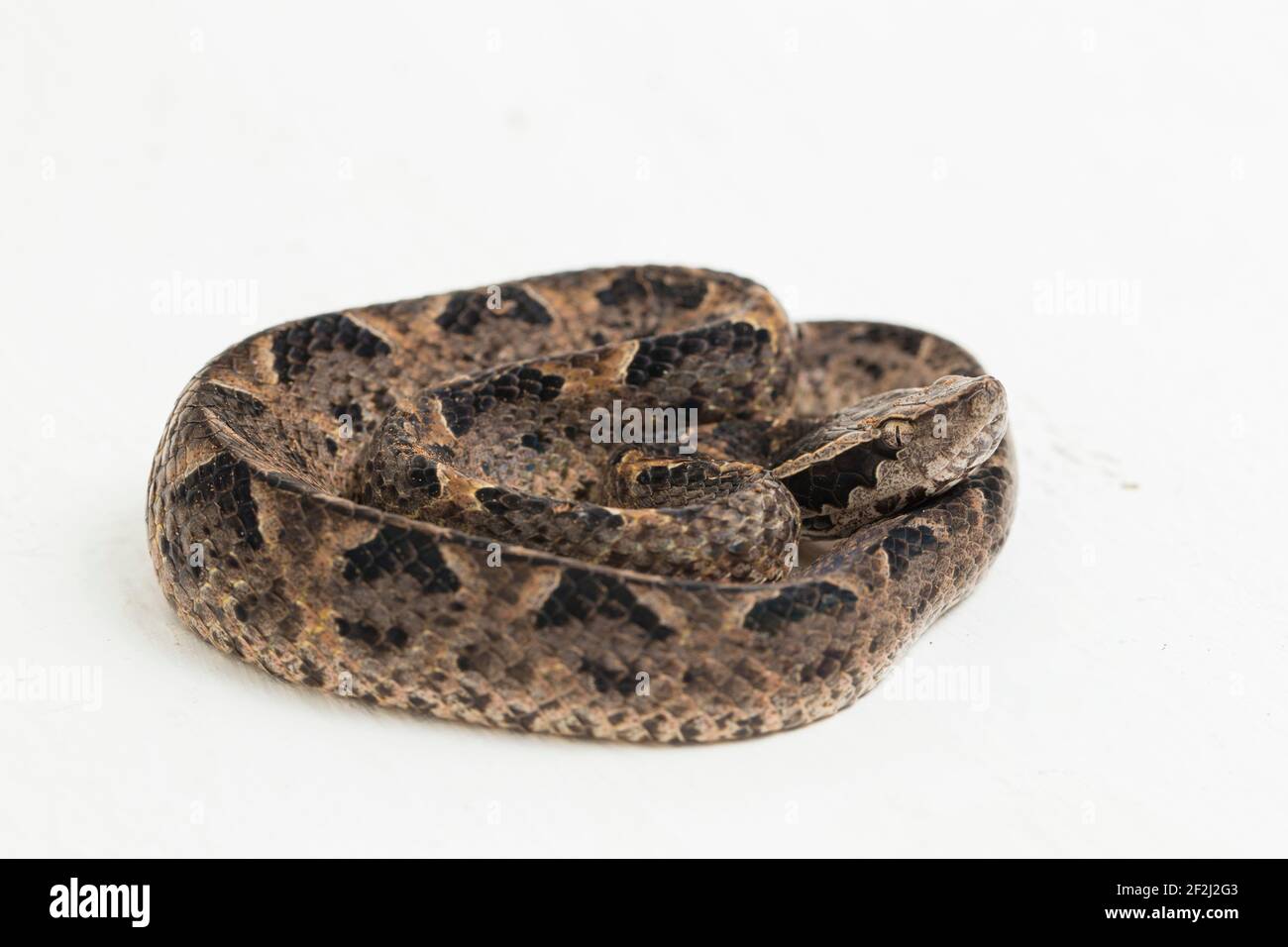 Malayan ground pit viper snake, Calloselasma rhodostoma isolated on ...