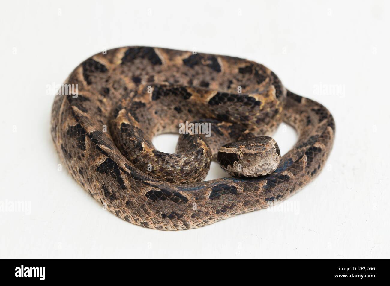 Malayan ground pit viper snake, Calloselasma rhodostoma isolated on ...