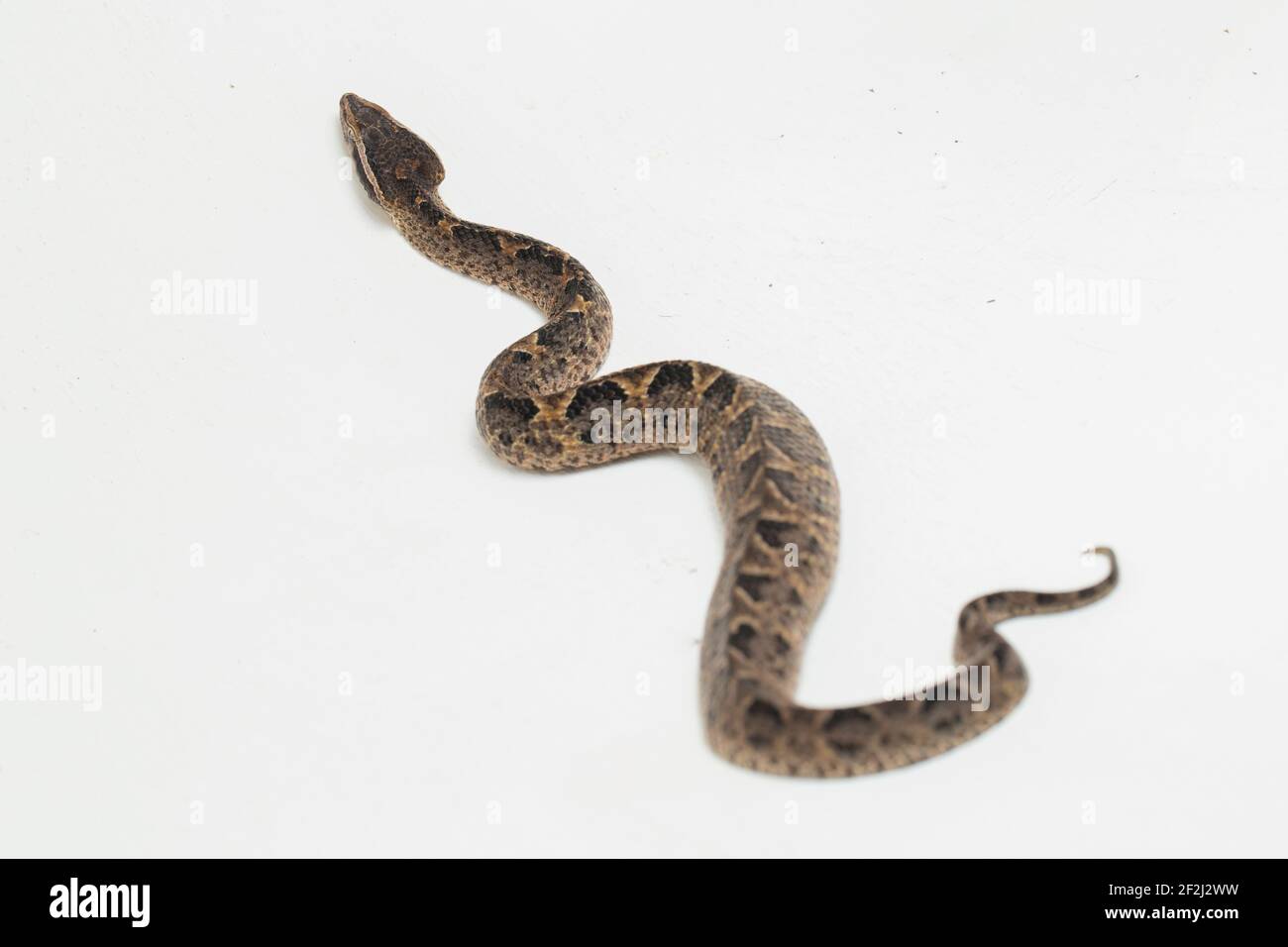 Malayan ground pit viper snake, Calloselasma rhodostoma isolated on ...