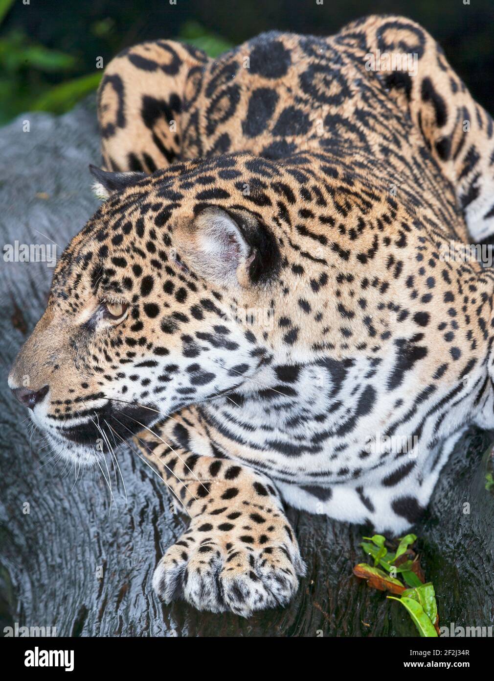 Close-up of an adult male Jaguar (Panthera onca), Costa Rica, Central ...