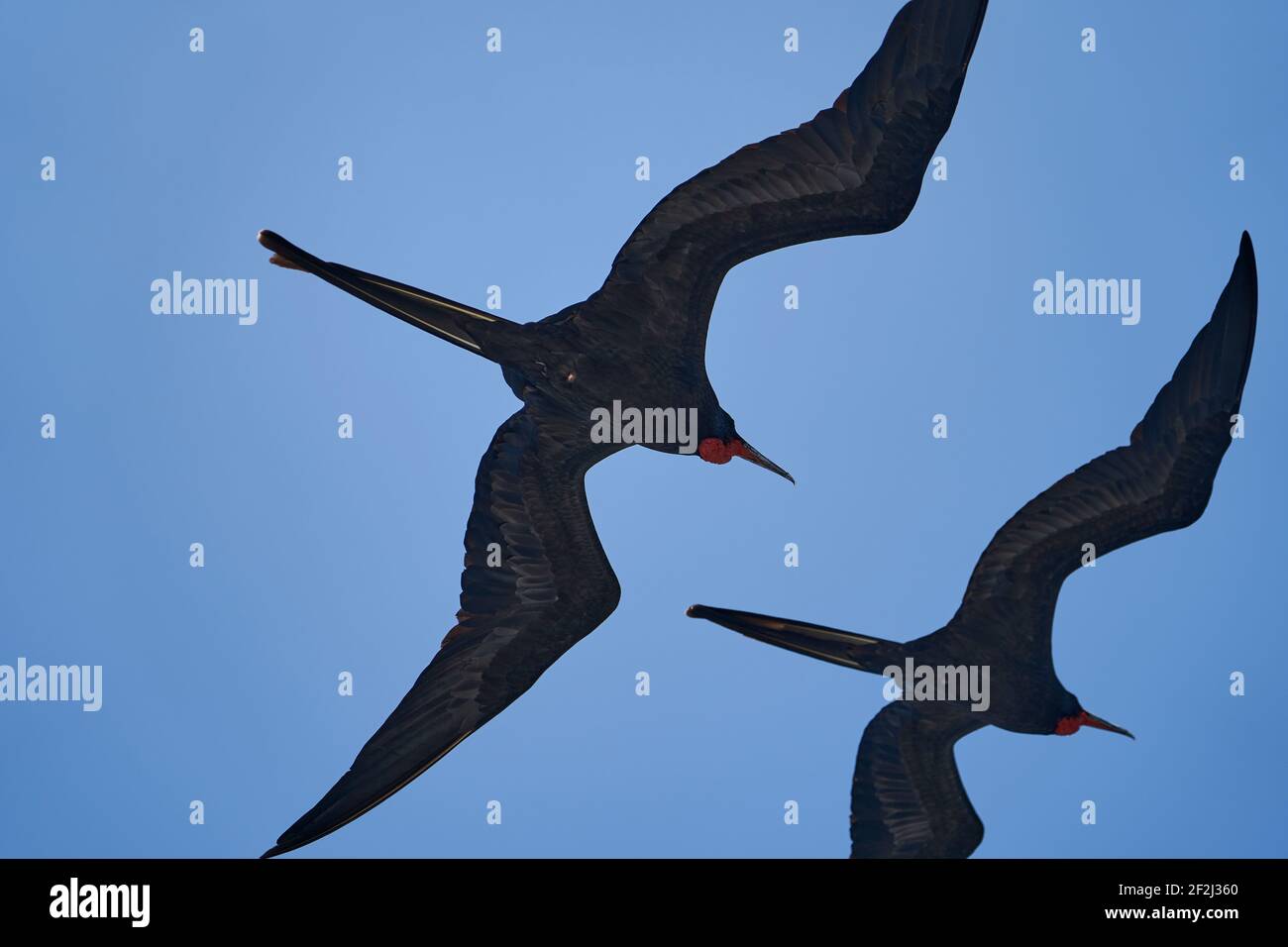 Magnificent frigatebird, Fregata magnificens, is a big black seabird ...
