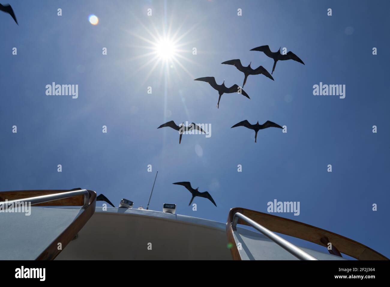Magnificent frigatebird, Fregata magnificens, is a big black seabird ...