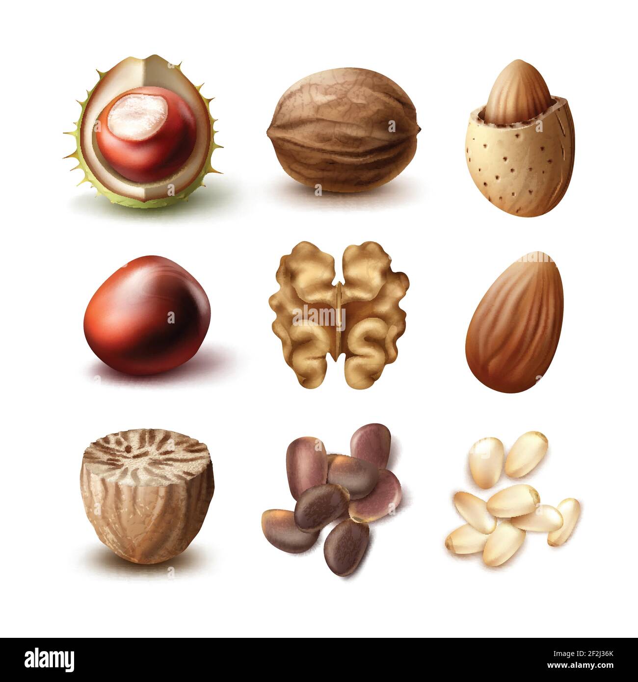 Vector set of different nuts shelled, unshelled walnuts, almonds ...