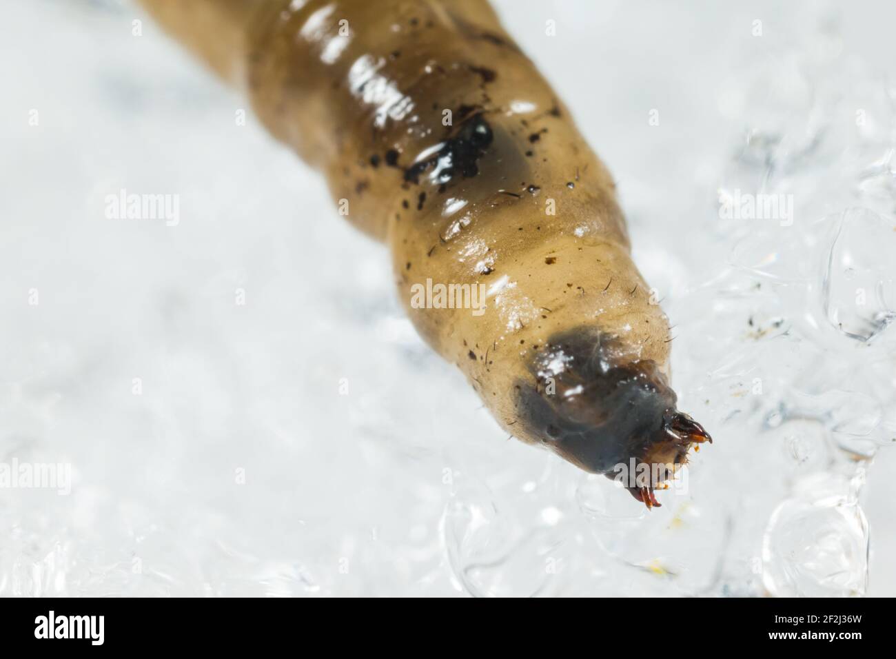 Crane fly larvae hi-res stock photography and images - Alamy