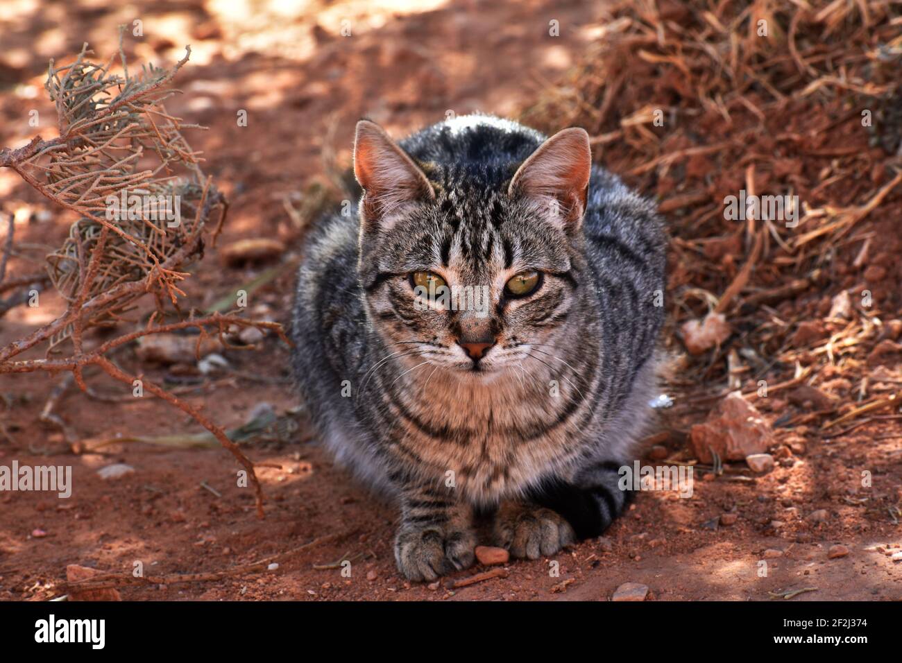 Animal movements hi-res stock photography and images - Alamy