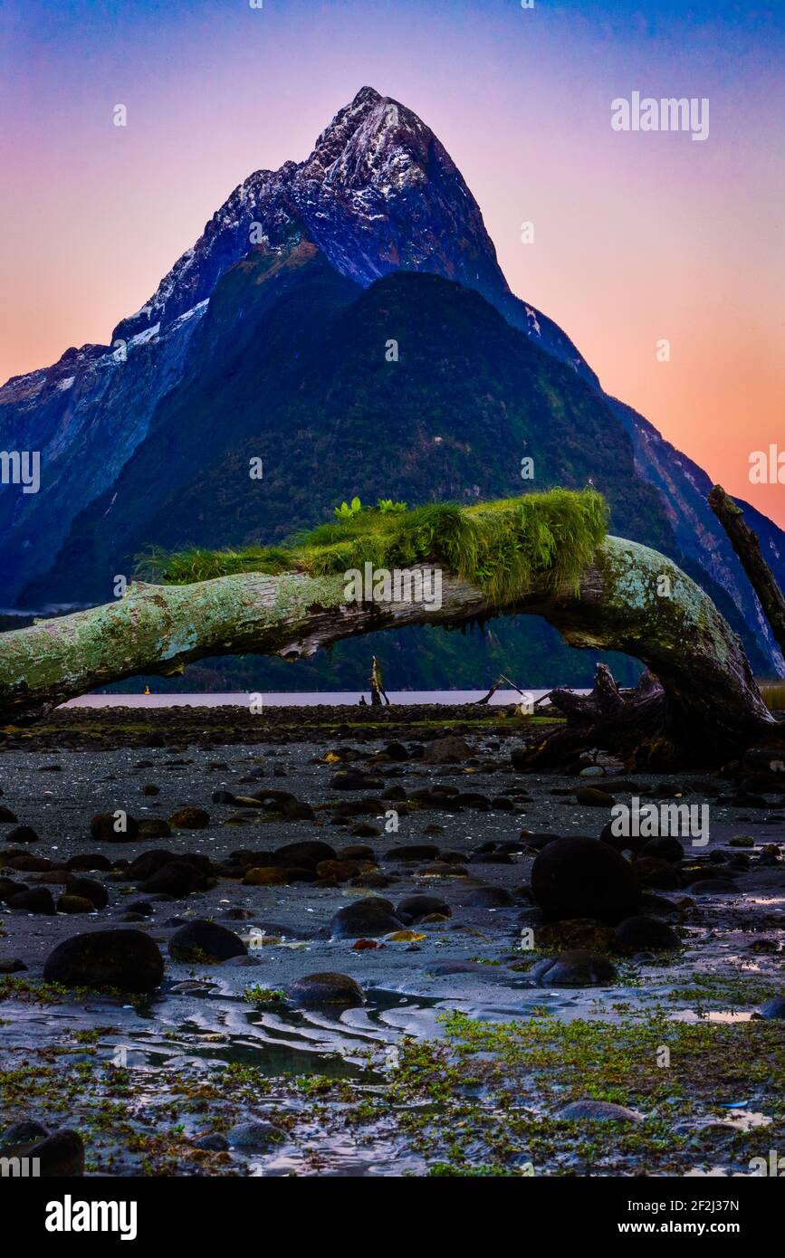 Twilight tree hi-res stock photography and images - Alamy