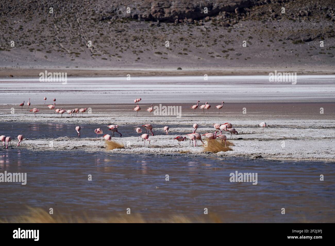 Andean flamingo, Phoenicoparrus andinus, in one of the lagoons along ...