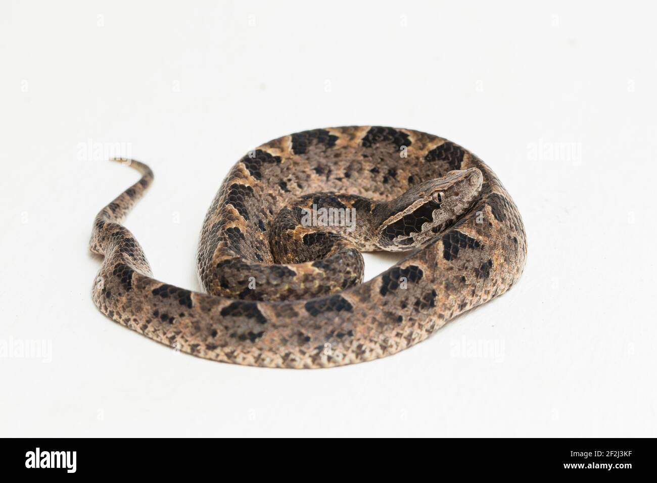 Malayan ground pit viper snake, Calloselasma rhodostoma isolated on ...