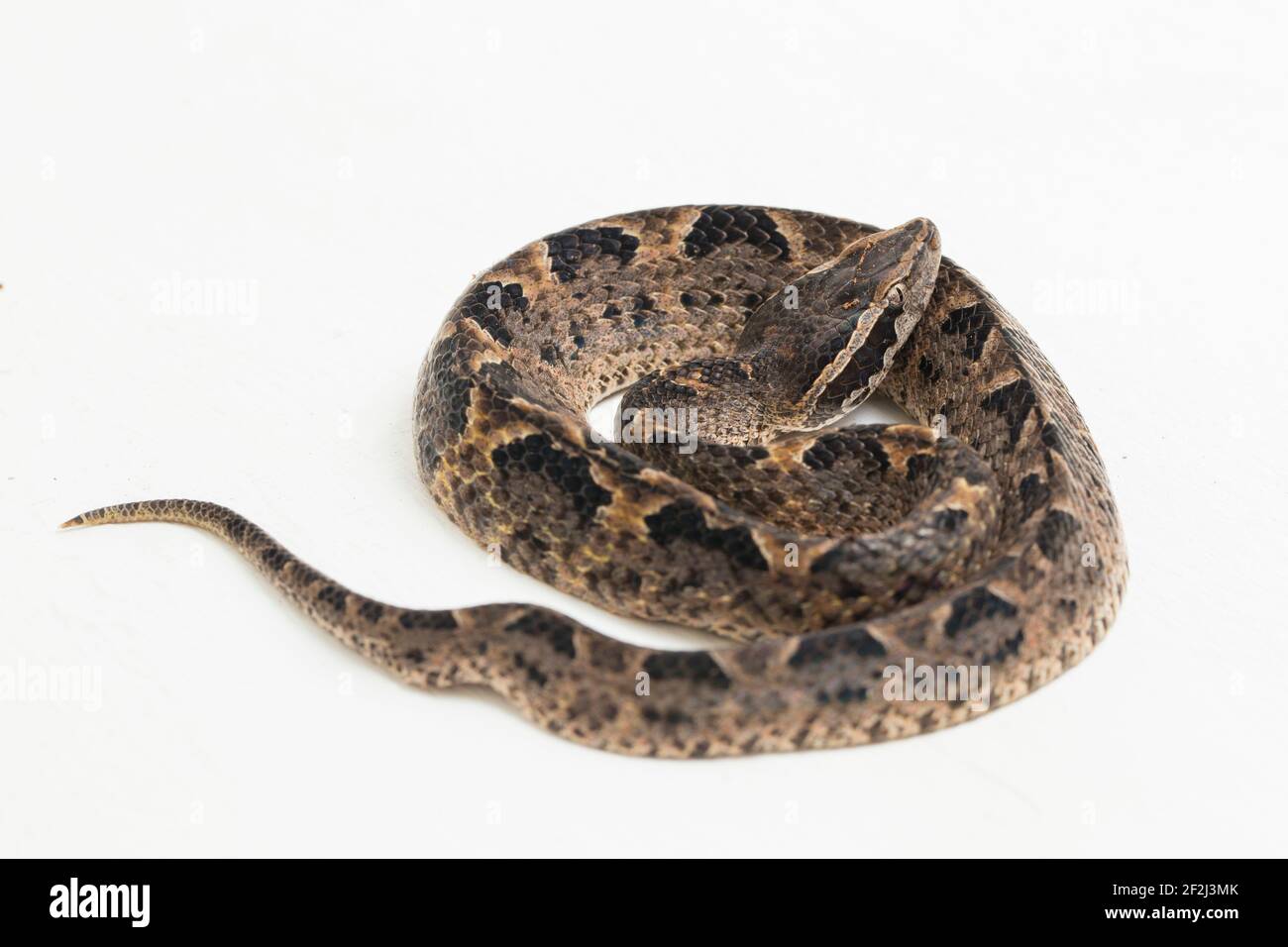 Malayan ground pit viper snake, Calloselasma rhodostoma isolated on ...