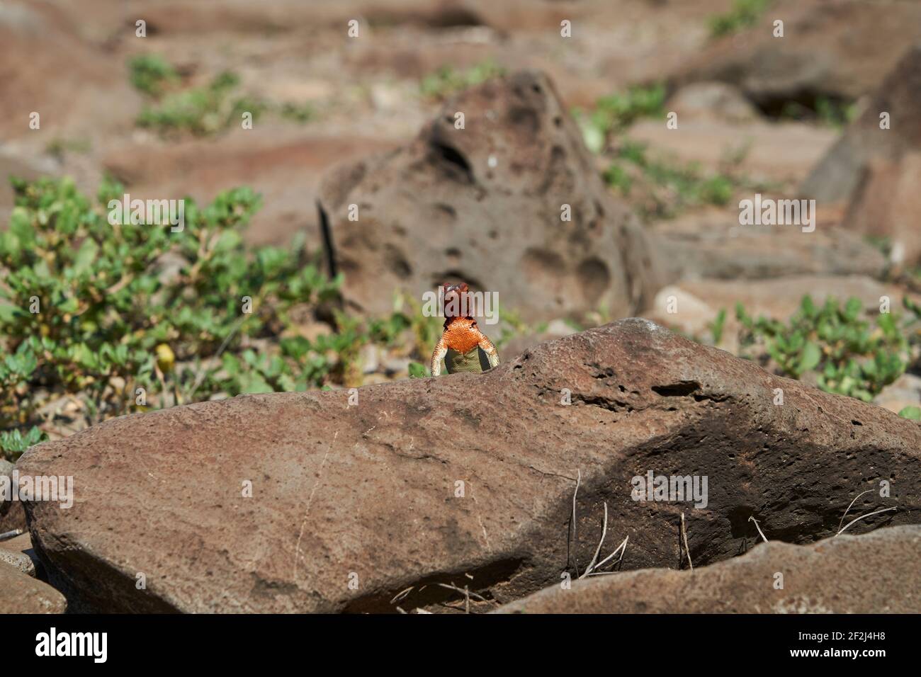 Female Galápagos lava lizard, Microlophus albemarlensis, also the ...