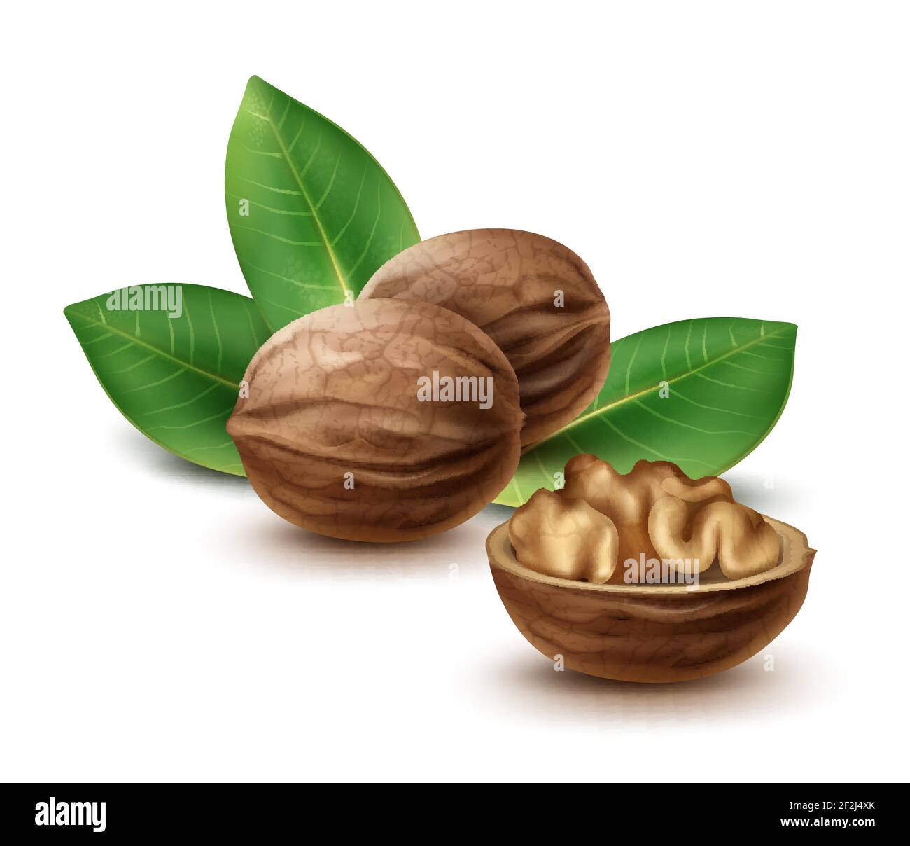 Vector whole and half walnuts with leaves close up side view isolated ...