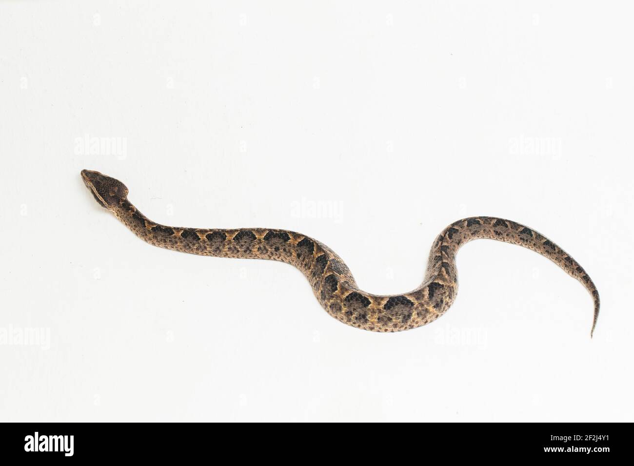 Malayan ground pit viper snake, Calloselasma rhodostoma isolated on ...