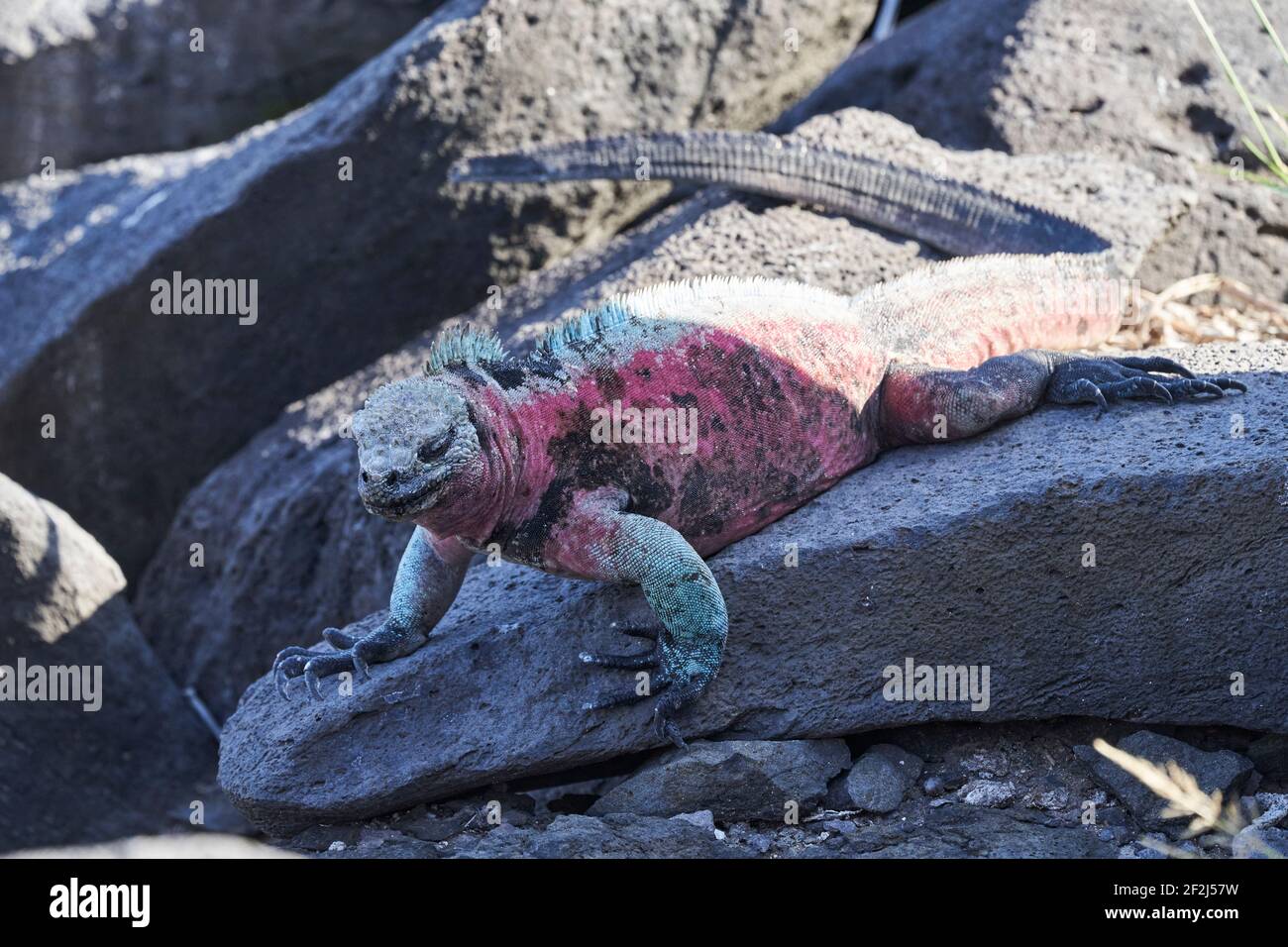 Galapagos lizard sea hi-res stock photography and images - Alamy
