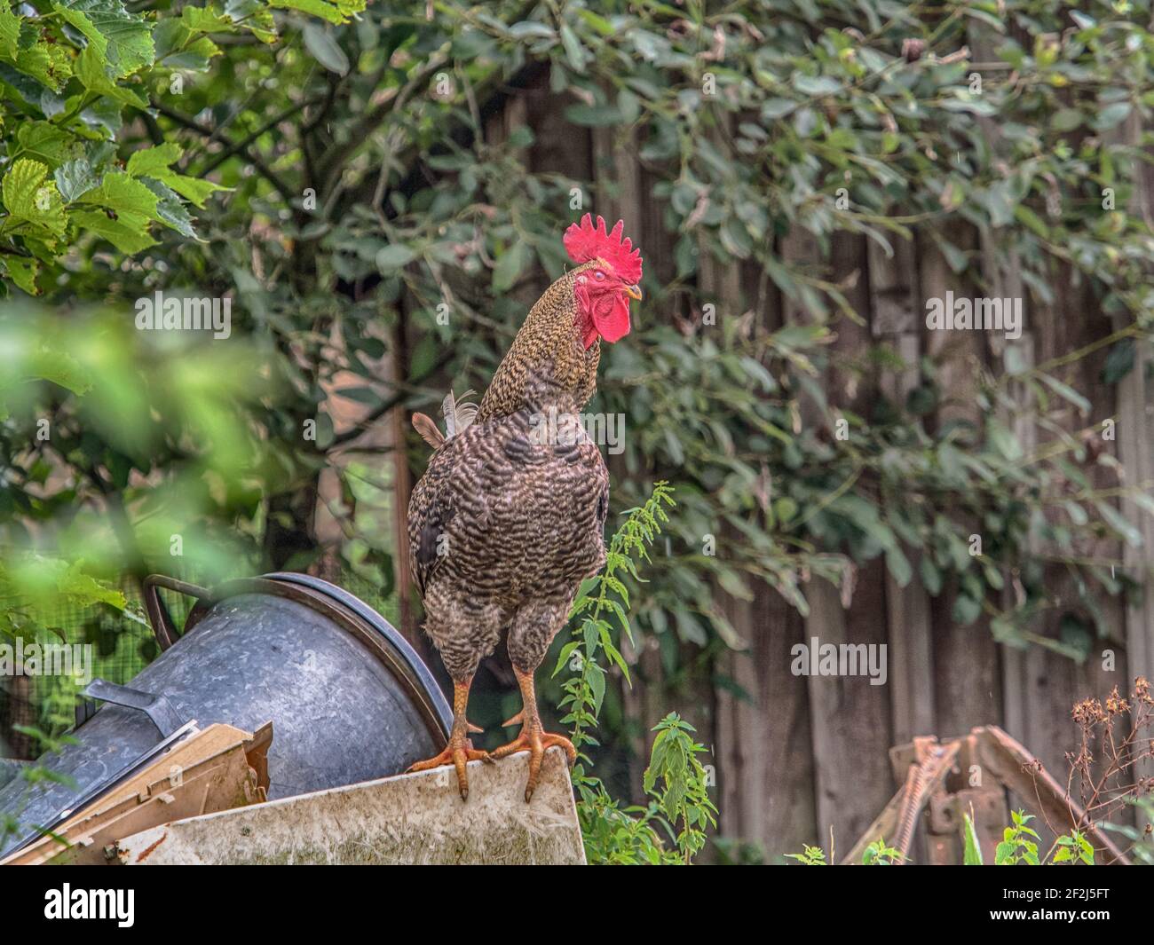 Beautiful rooster on a rural backyard, selective focus. Poland, Eastern ...